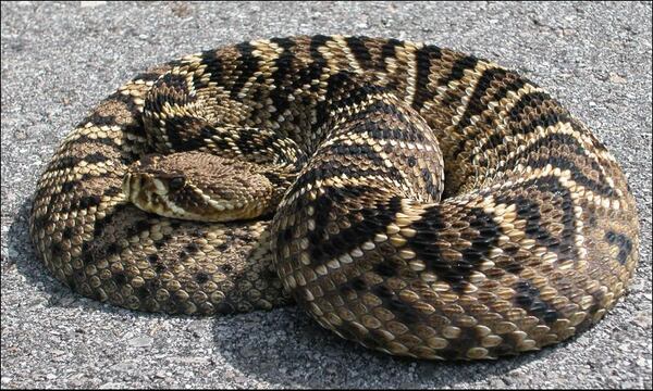 Venomous snakes in Florida - WFTV