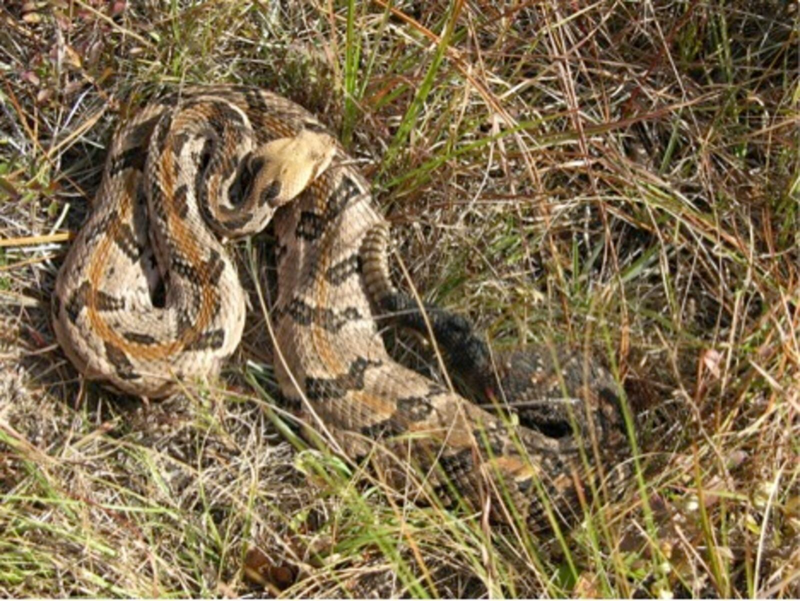 Venomous snakes in Florida - WFTV